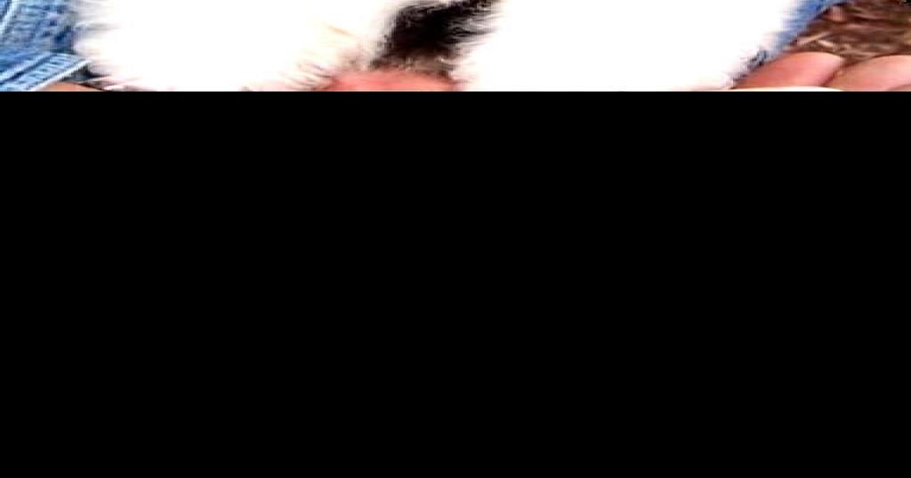 PANDA POODLES: You will LOVE them & their best friends