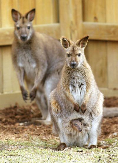 Eight wallabies die at Niabi Zoo