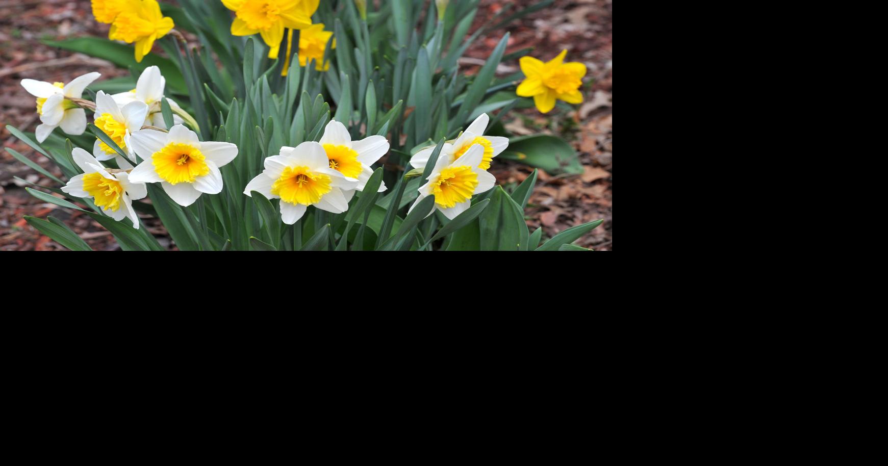My daffodils are finished blooming. What now?