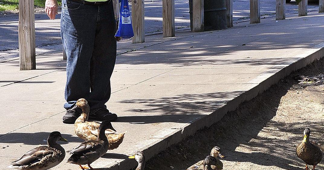 Catching up with the duck man