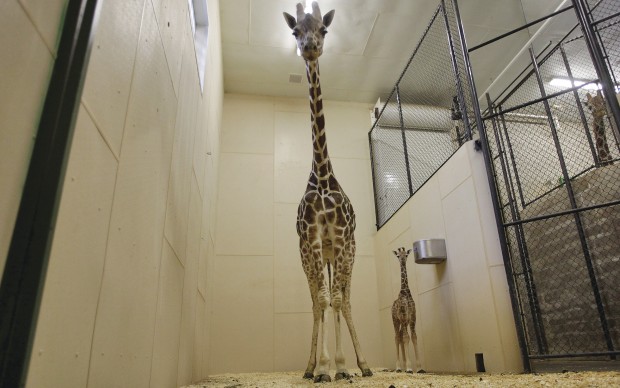 Baby giraffe has big day at Niabi Zoo