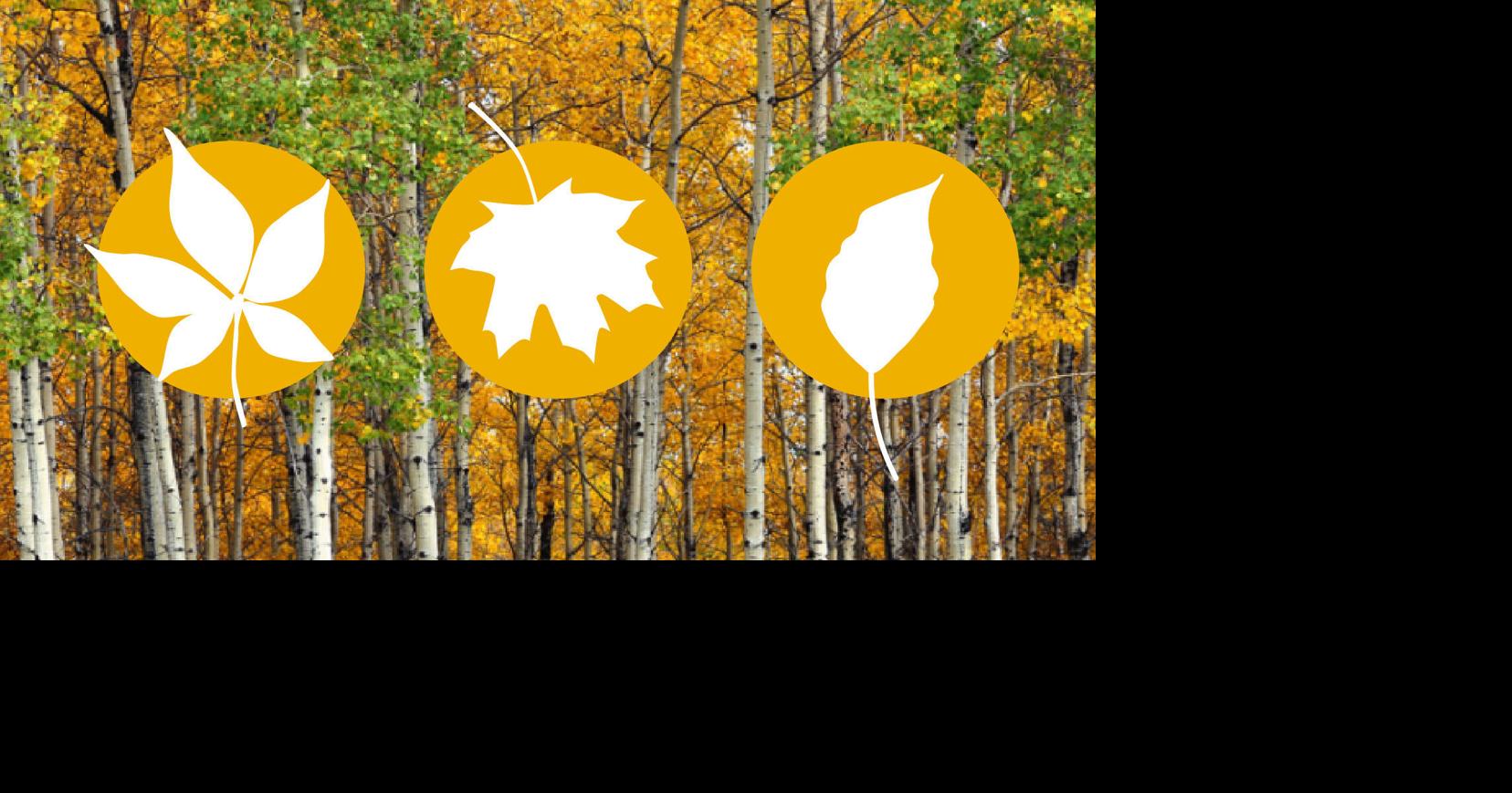 Autumn leaf quiz: Can you match the leaves and trees displaying ...