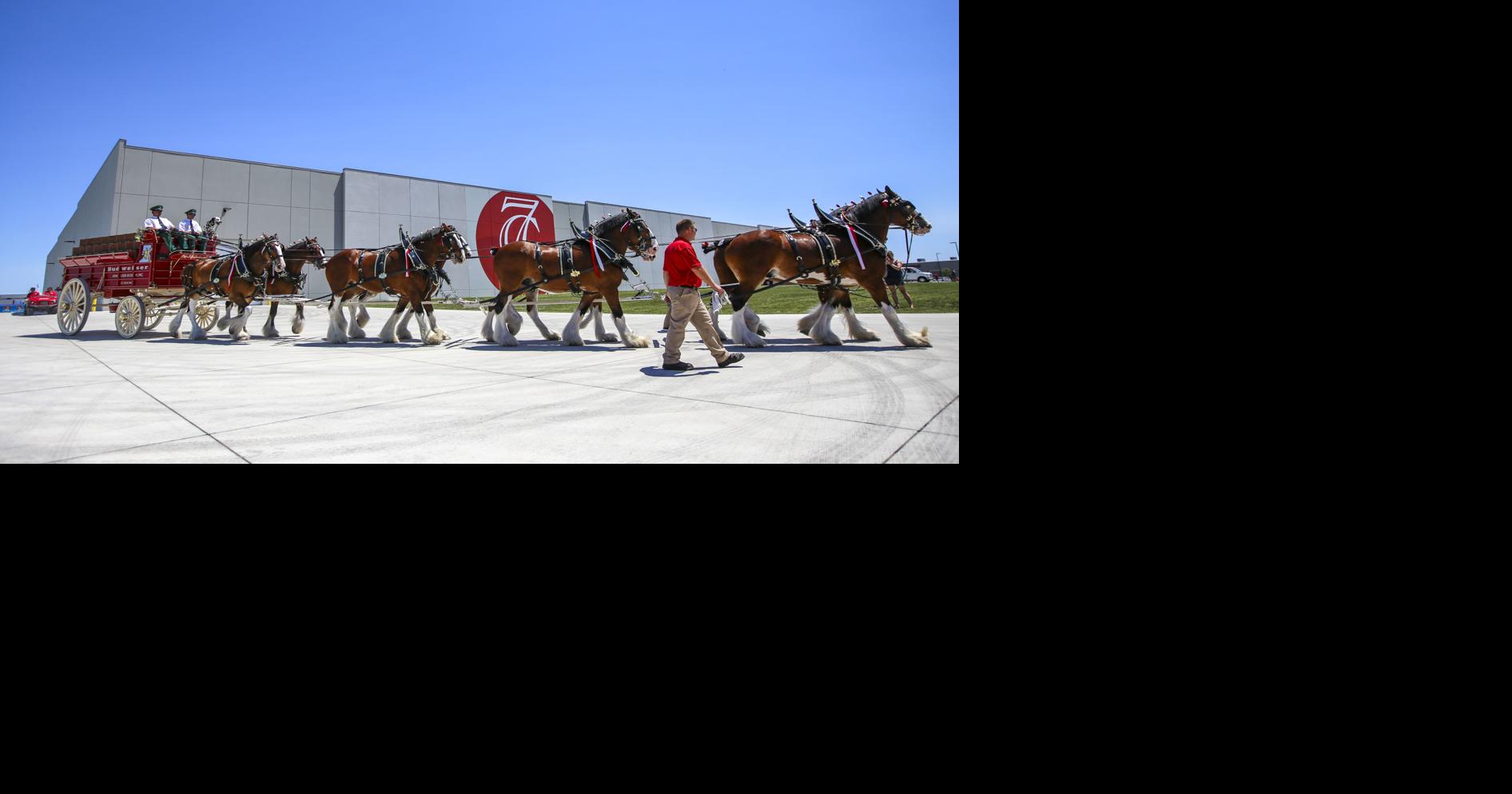Photos: Budweiser Clydesdales at 7G Distributing