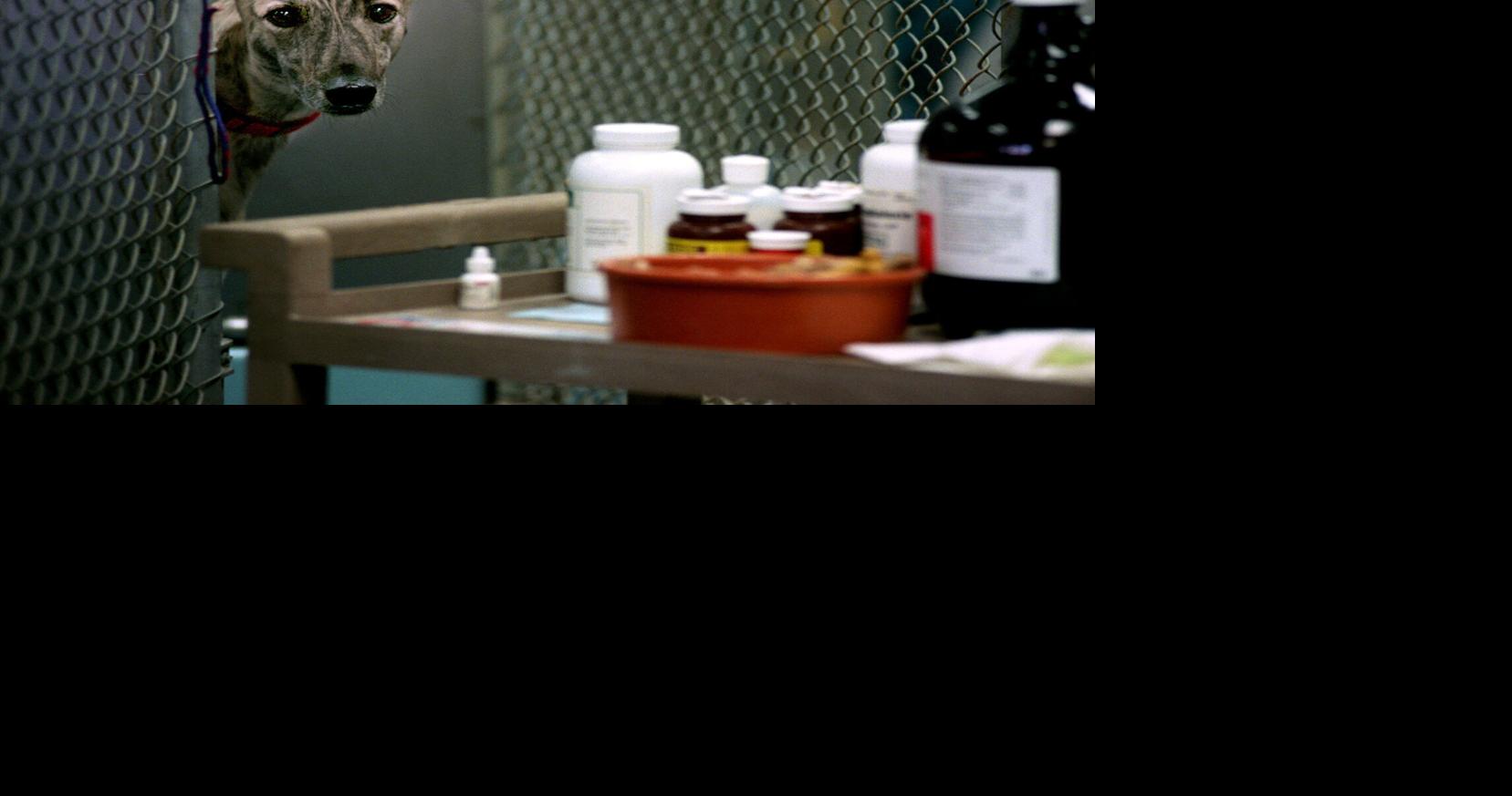 Commentary: Greyhound racing is nearing the finish line