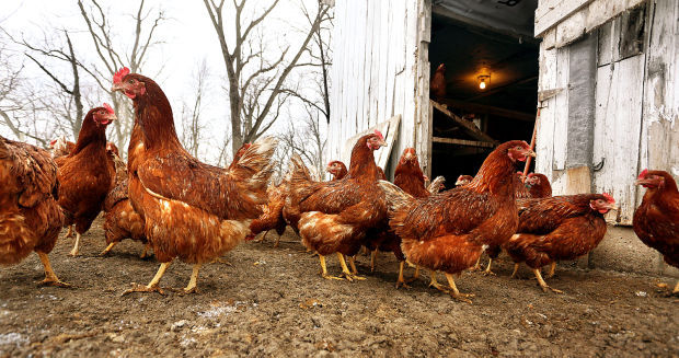 Iowa now leads the nation in egg production
