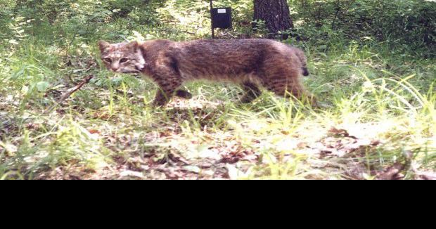 Iowa opens more counties to bobcat hunting