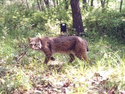 Iowa opens more counties to bobcat hunting