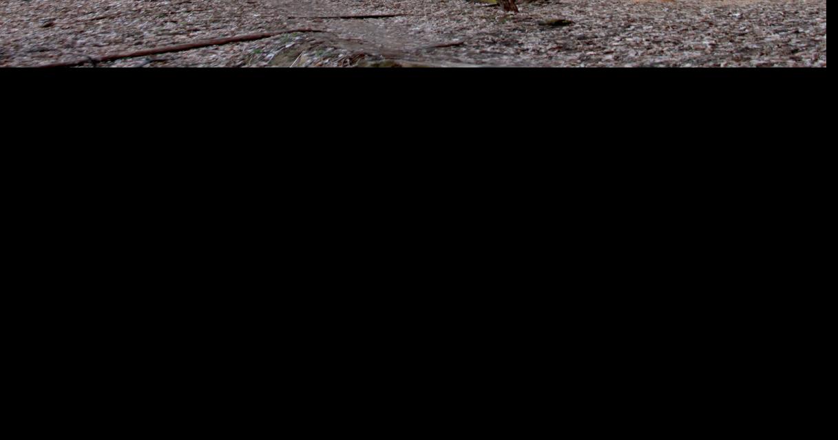 Child severely hurt at Wildcat Den State Park