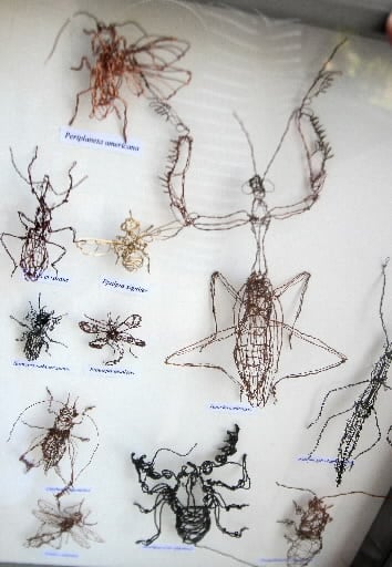 Wire insect art at the Botanical Center