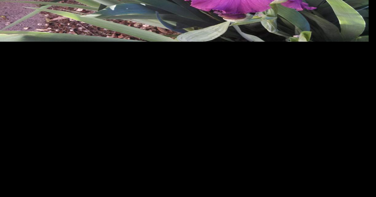 New irises surprise with fall bloom