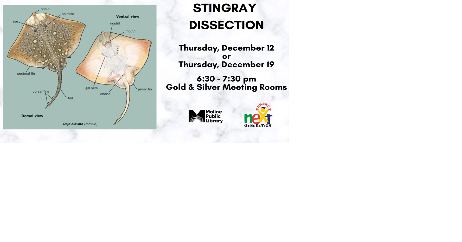 PNG_Stingray_Dissection_Calendar__Presentation_.png