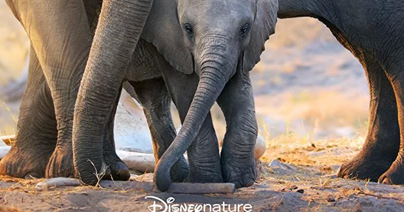 REVIEW: 'Dolphin Reef' and 'Elephant' are delightful Disneynature ...