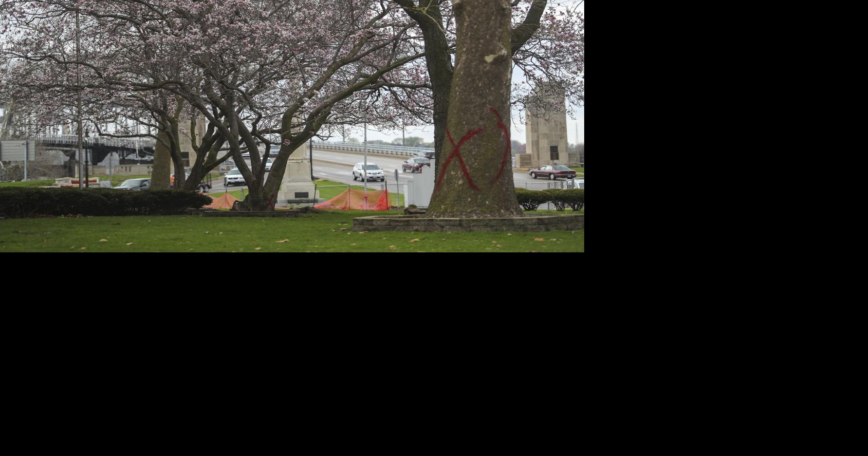 Sycamore tree at Rock Island Courthouse slated for removal for safety ...
