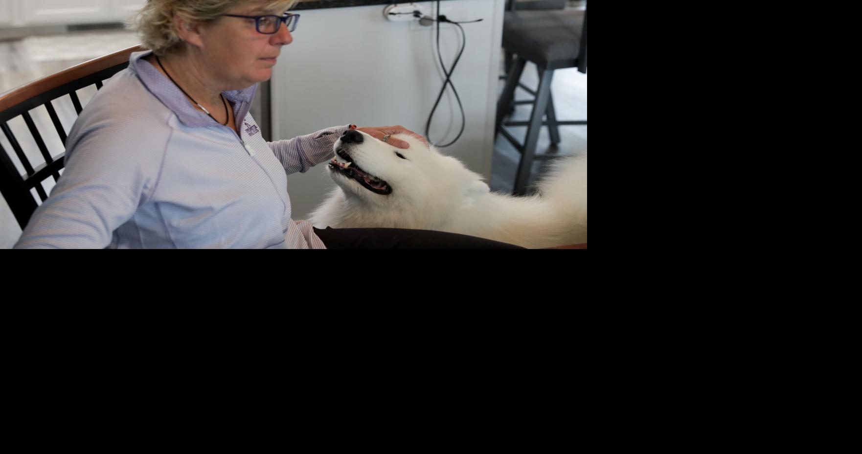 Photos: Laura King and Striker, the Samoyed
