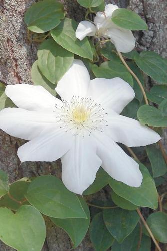 Colorful clematis is queen of vining plants