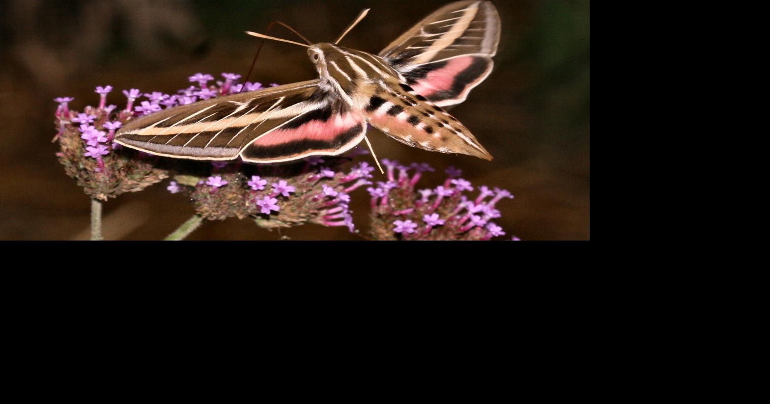 You can see, learn about moths on Moth-ers Day
