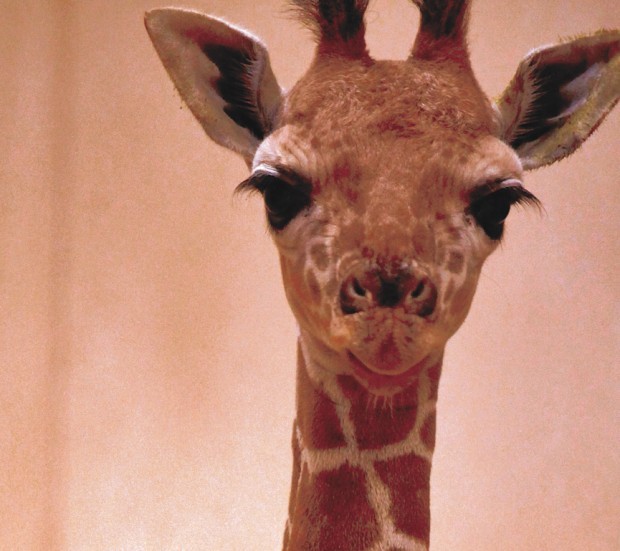 Baby giraffe has big day at Niabi Zoo | Local News | qctimes.com
