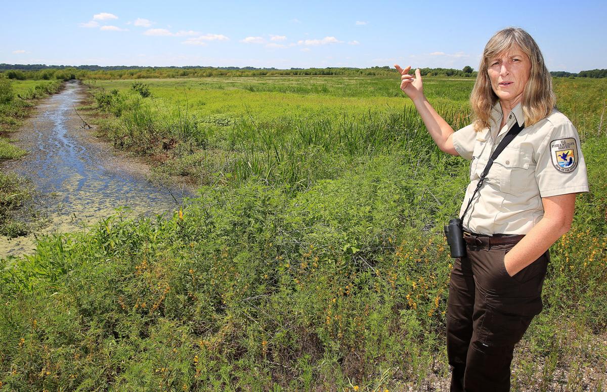 From desert to wetland: Wildlife biologist migrates to Port Louisa