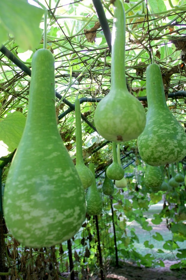 Long-Neck Dipper Gourds | Gourds | Pinterest | Gourds and Trellis
