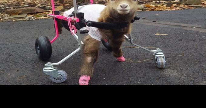 Goats on wheels: U.S. sanctuary gives prosthetics, carts to disabled goats