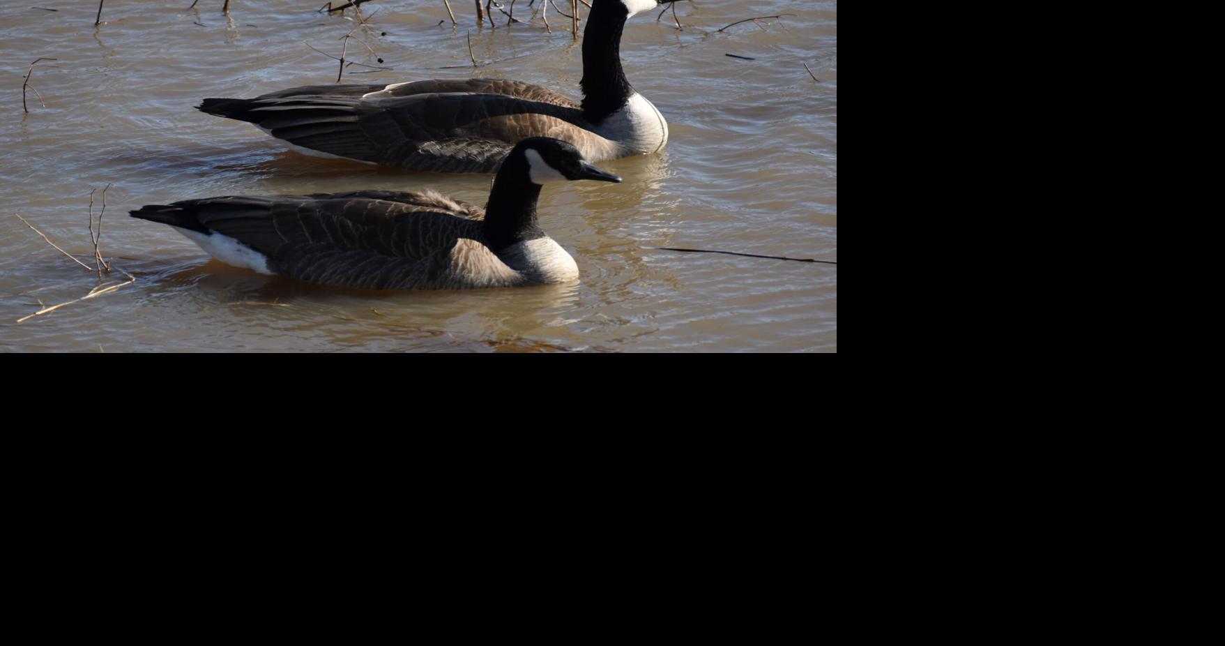 WORLD OUTDOORS: Upcoming duck blind drawings