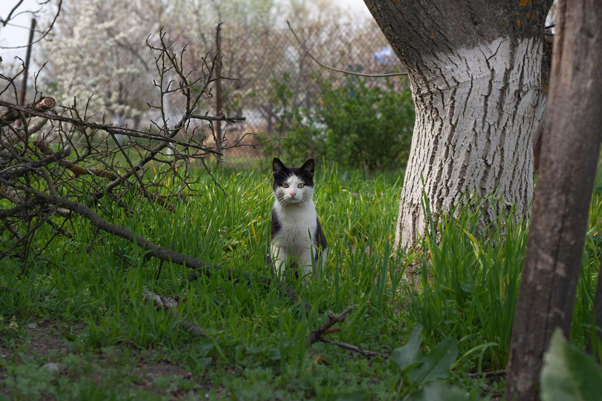 My Pet World: What’s a humane solution to discourage cats, but is safe ...