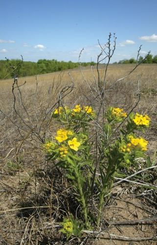 Sand prairie being restored near Thomson
