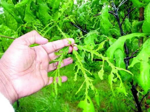 Farm chemical linked to oak damage