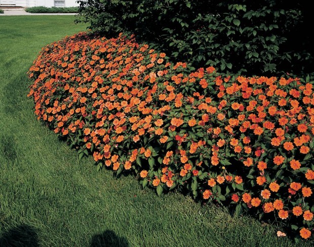 A problem with impatiens