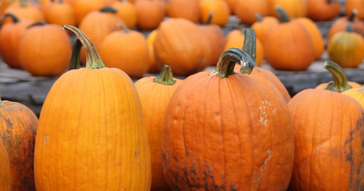 START THE WEEK OFF RIGHT: Get pumped for pumpkins