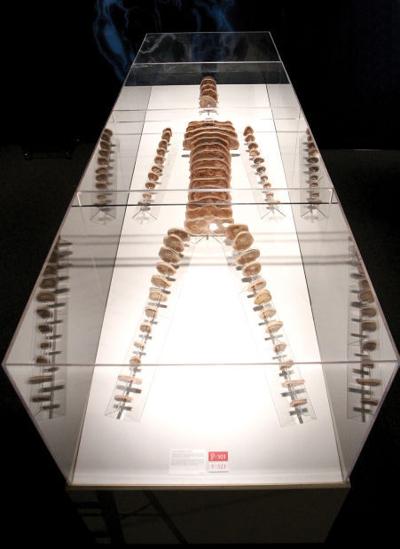 "Bodies Revealed" exhibit