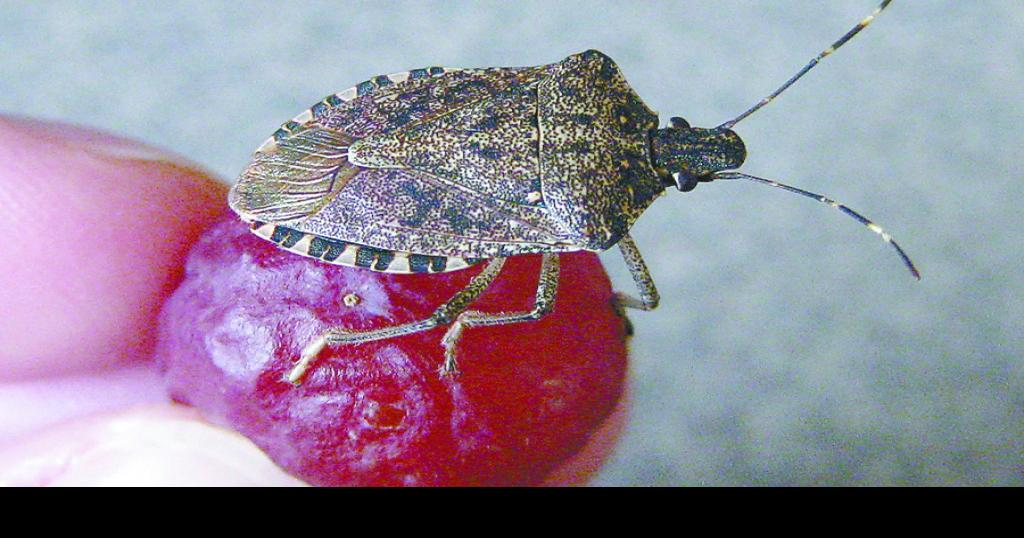 Scott County has first confirmed stink bug breeding population