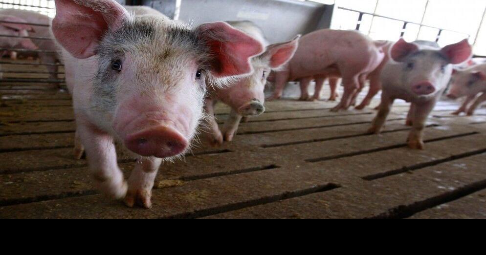 Animal confinement operators cited for lack of reports; one fined for ...