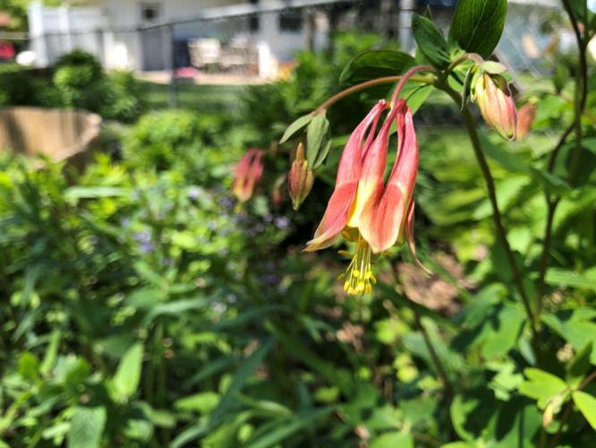 Native plants, tree seedlings for sale