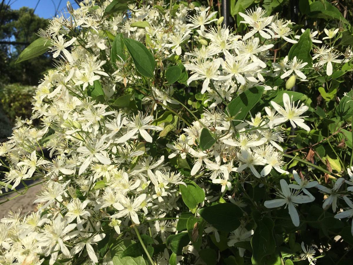'Sweet autumn' clematis needs sturdy support | Home & Garden | qctimes.com