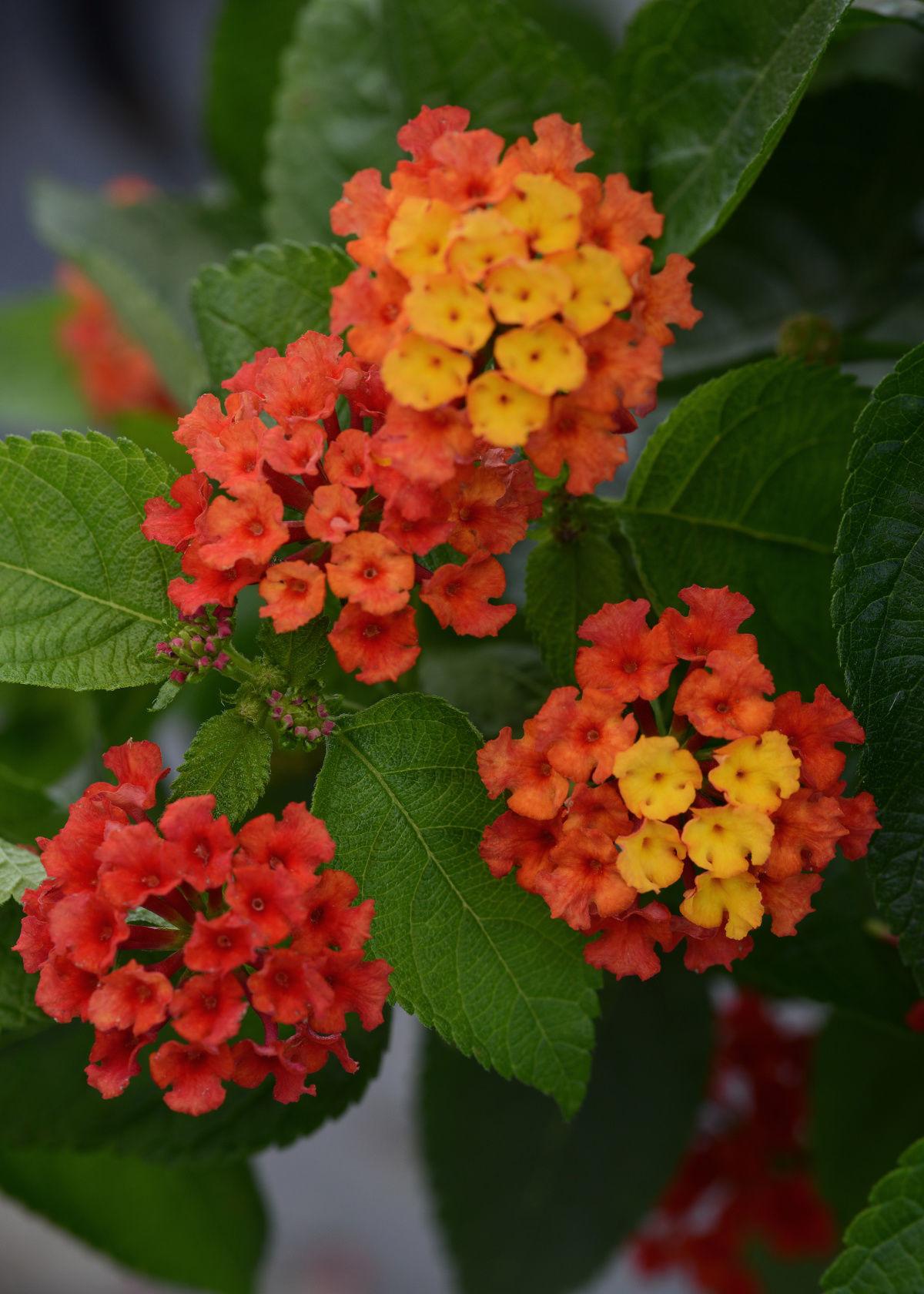 Living color: Lantana is answer to bright containers
