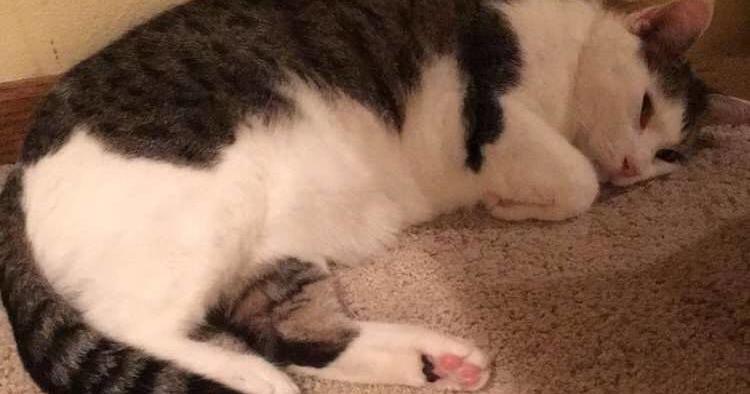 Cat wounded by BB gunshot, do you know the shooter?