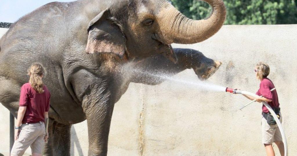 For the love of elephants