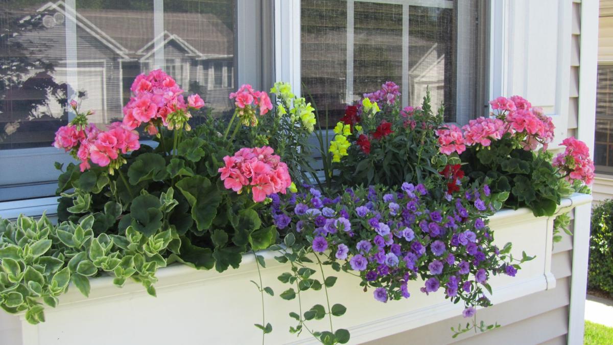 Window Box Ideas With Geraniums At Shanna Gaiser Blog window-box-ideas-with-geraniums-at-shanna-gaiser-blog