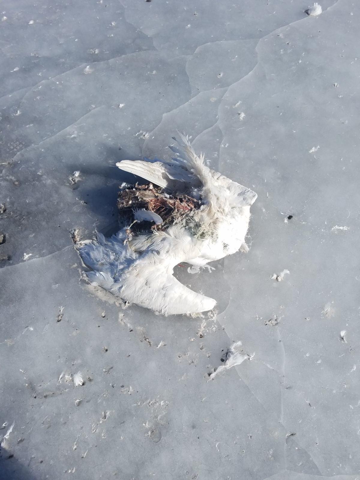 Swans showed lead toxicity, but did it kill them? | Local News ...