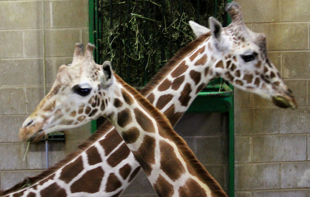 Niaibi Zoo season opener is Monday