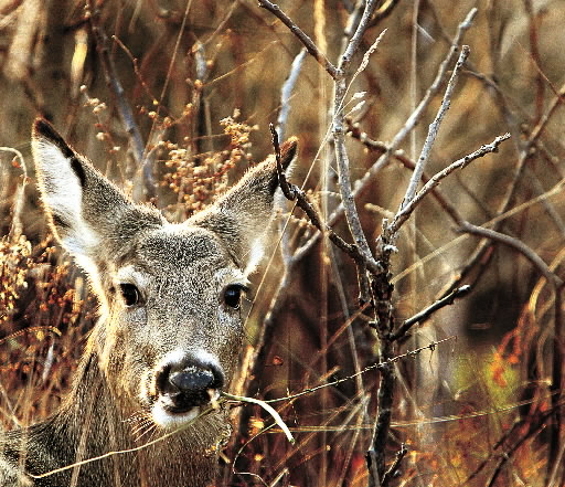 Browsing rabbit, deer have damaged trees, shrubs