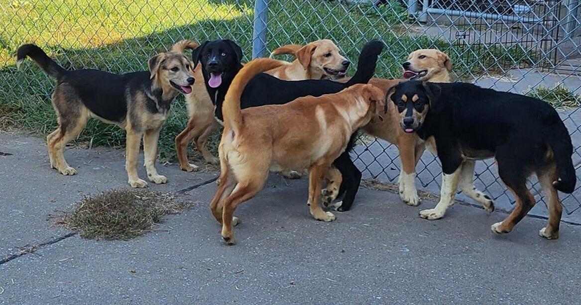 Muscatine Humane Society gives update on rescued dogs
