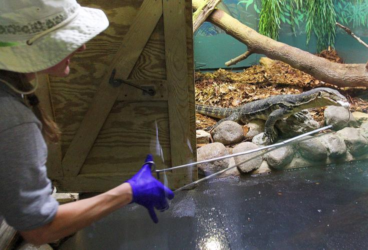 Zookeeper chats with visitors about snakes, lizards