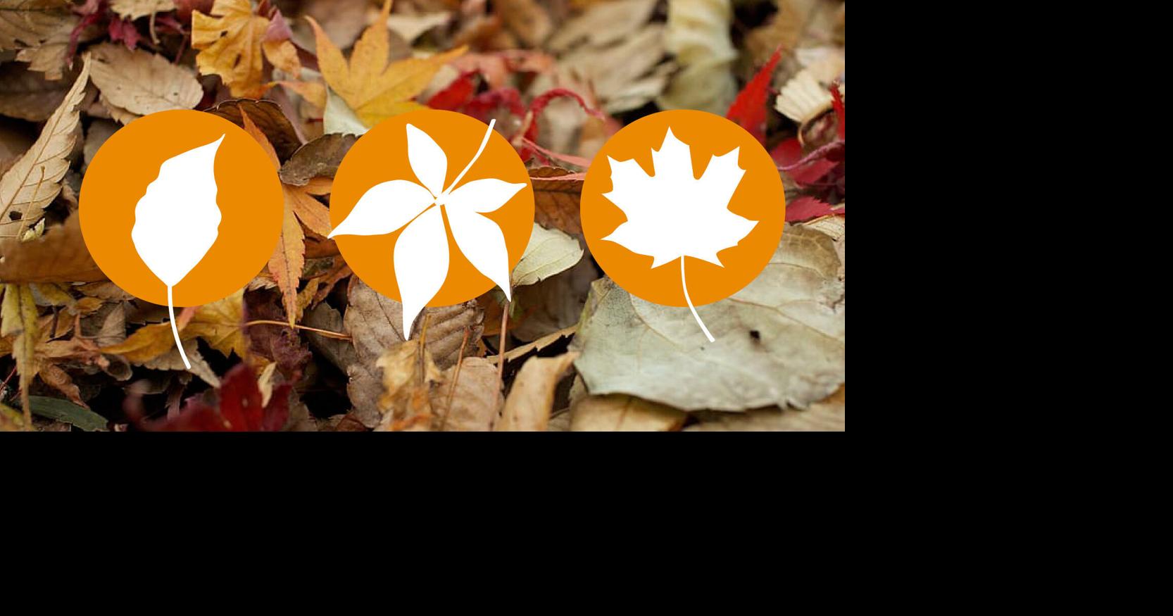 Tree quiz: Identify trees by their brilliant autumn leaves