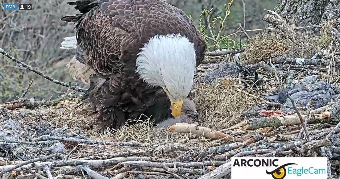Despite two eggs, one healthy eaglet born to Liberty and Justice