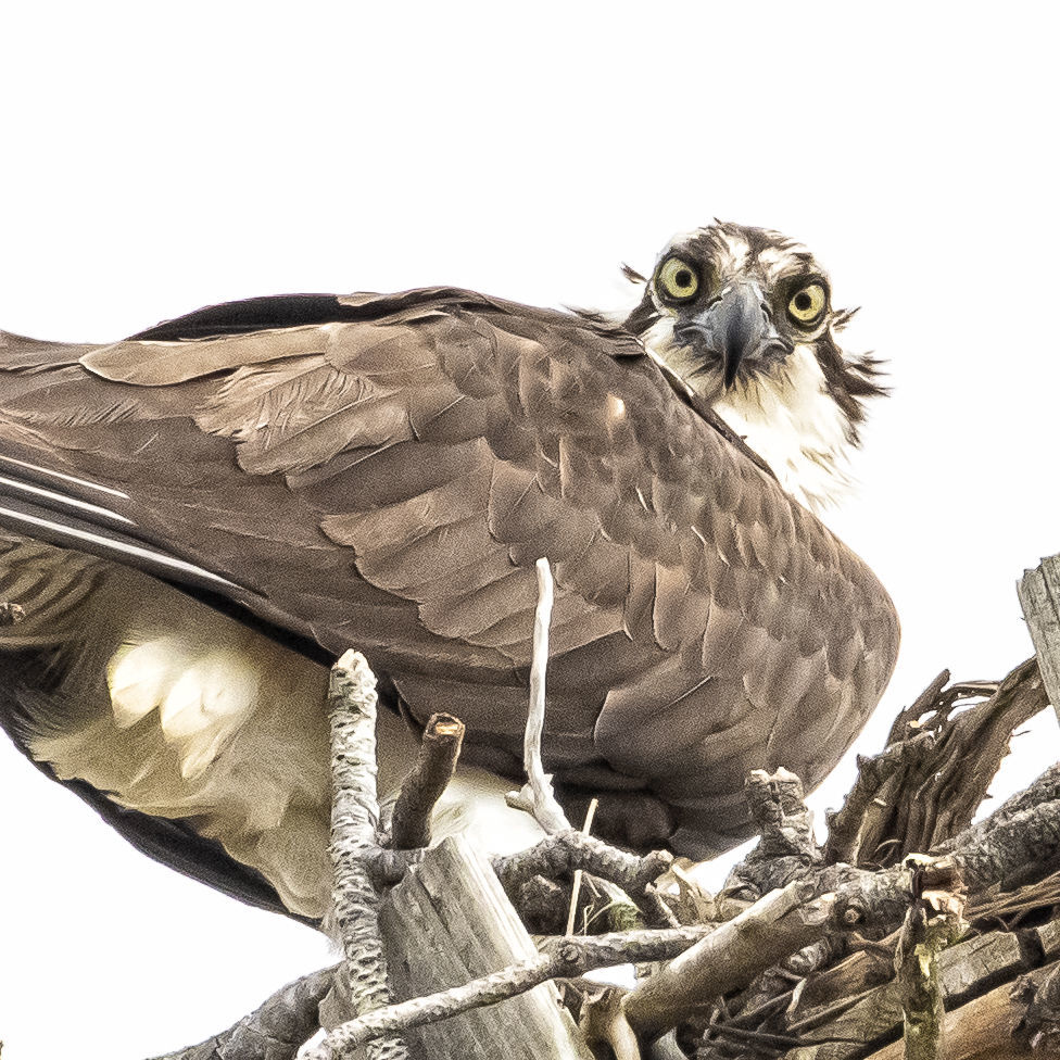 Attracting osprey: River Action hopes two nesting boxes will attract ...