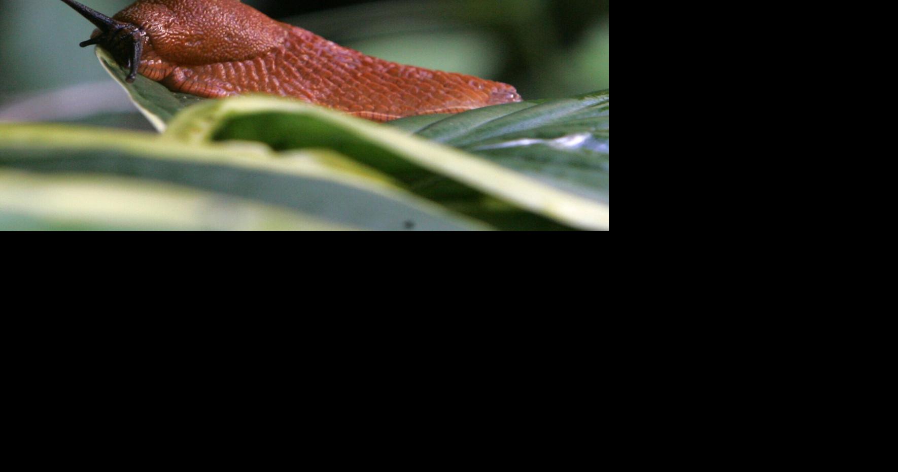 Slugs