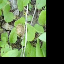 Inexperienced gardener vs. cockleburs