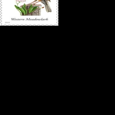 Birds are declining; here's what you can do to help